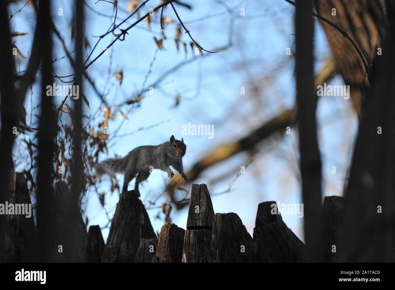 Eastern grey squirrel run hi-res stock photography and images - Alamy