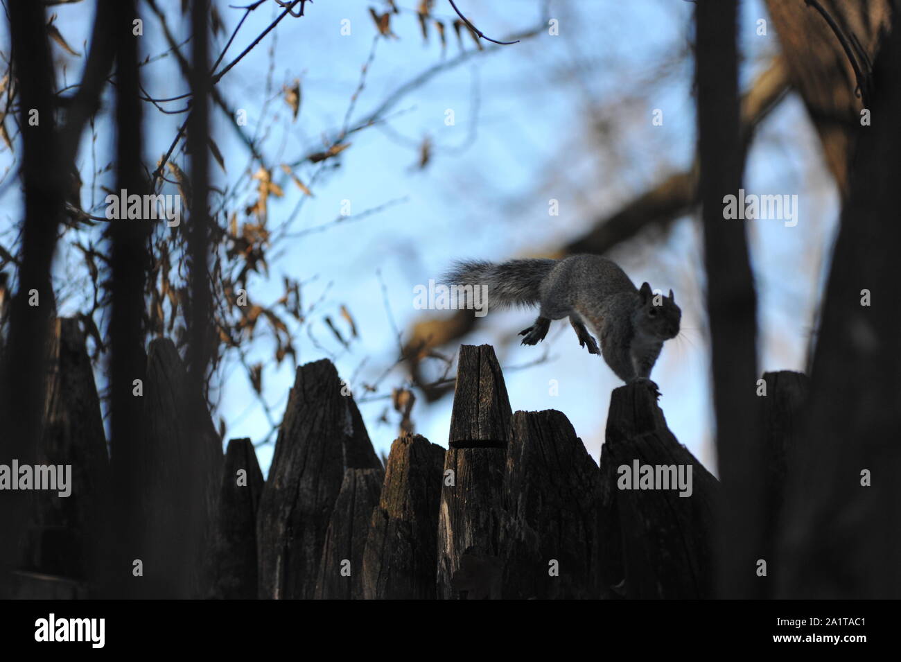 "Flying" squirrel run on the Valentino park trees Stock Photo - Alamy