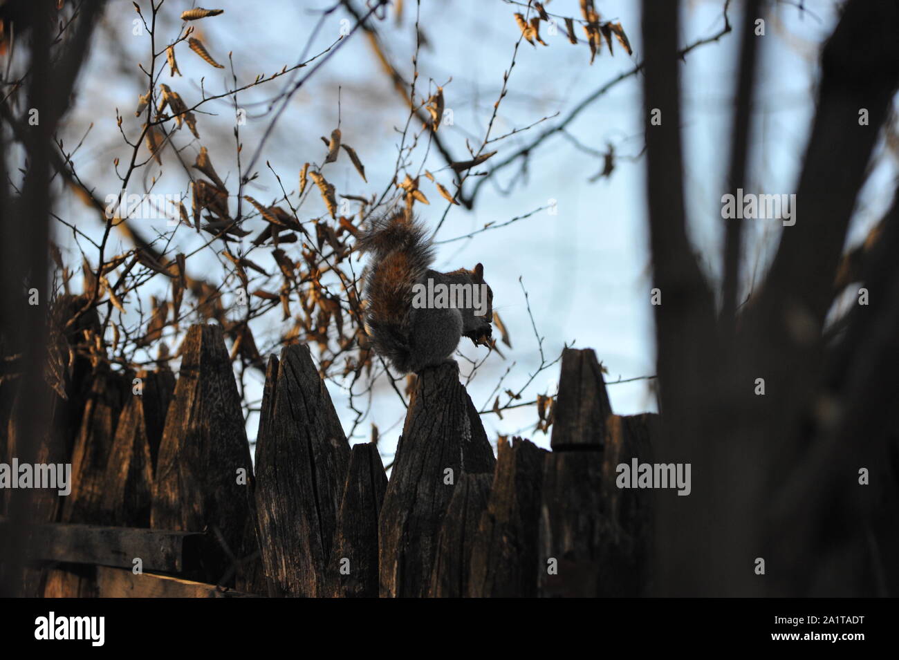Eastern grey squirrel run hi-res stock photography and images - Alamy