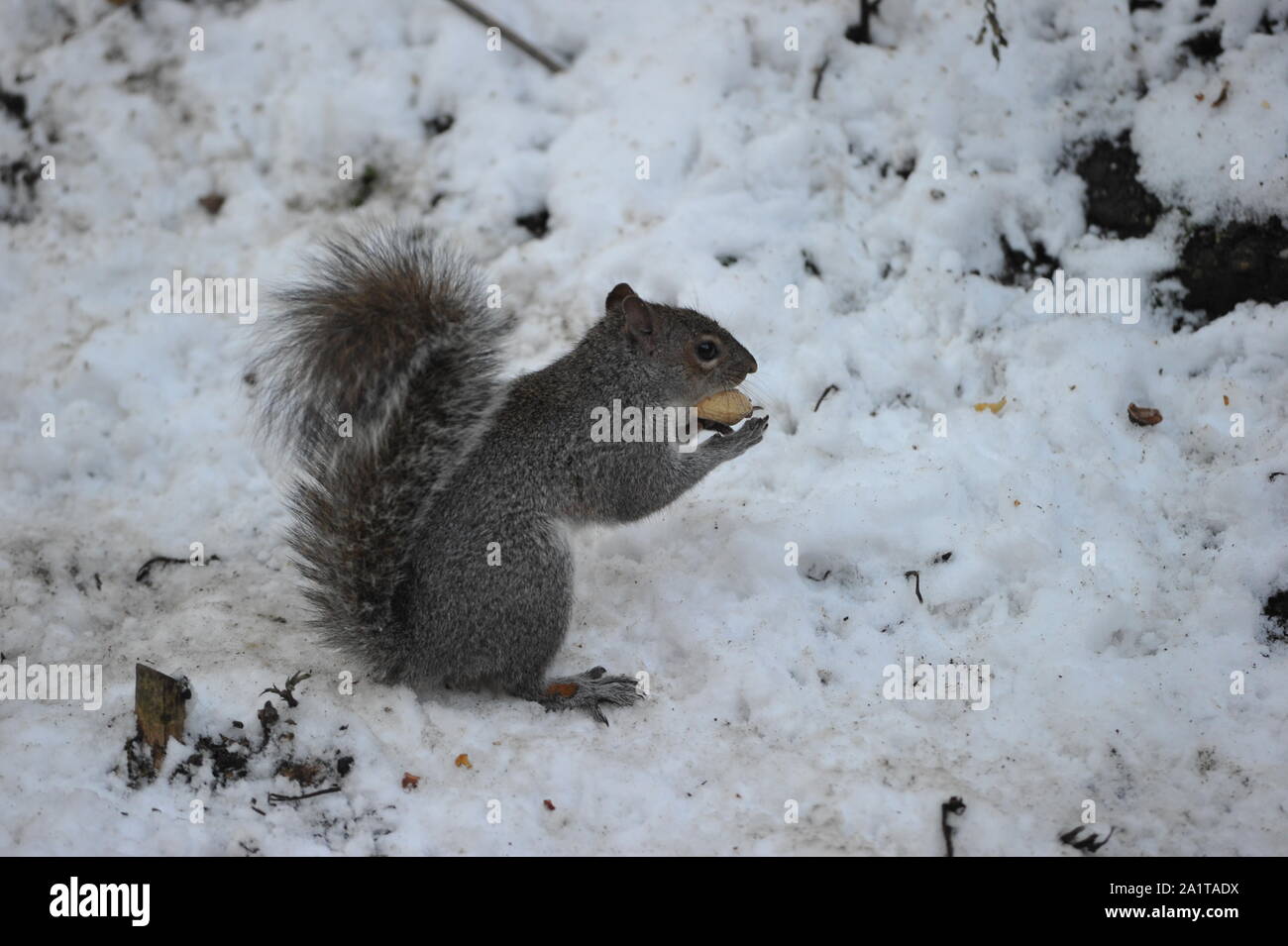 Squirrel eating peanut Stock Photo - Alamy