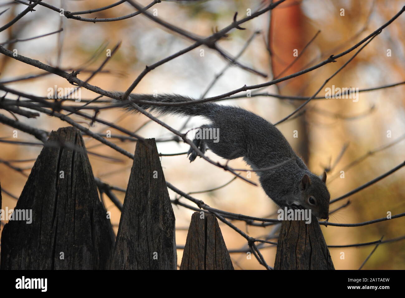 "Flying" squirrel run on the Valentino park trees Stock Photo - Alamy