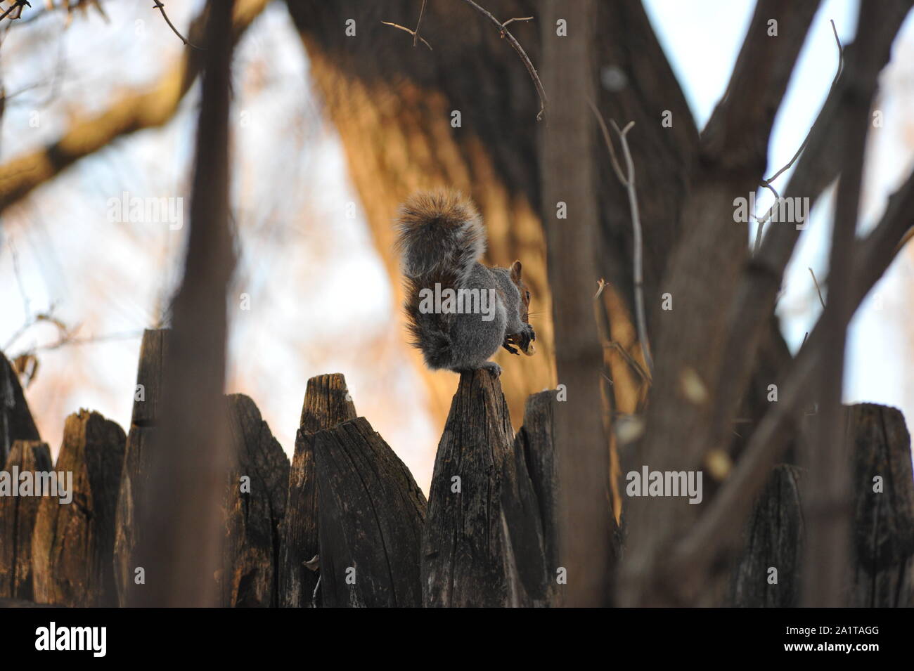 Eastern grey squirrel run hi-res stock photography and images - Alamy