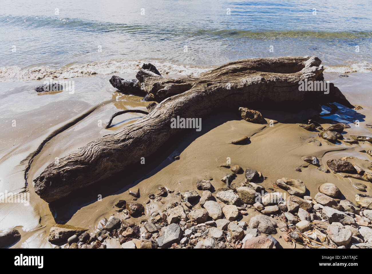 tree trunk on the shore at the beach in Taroona in Tasmania Australia ...
