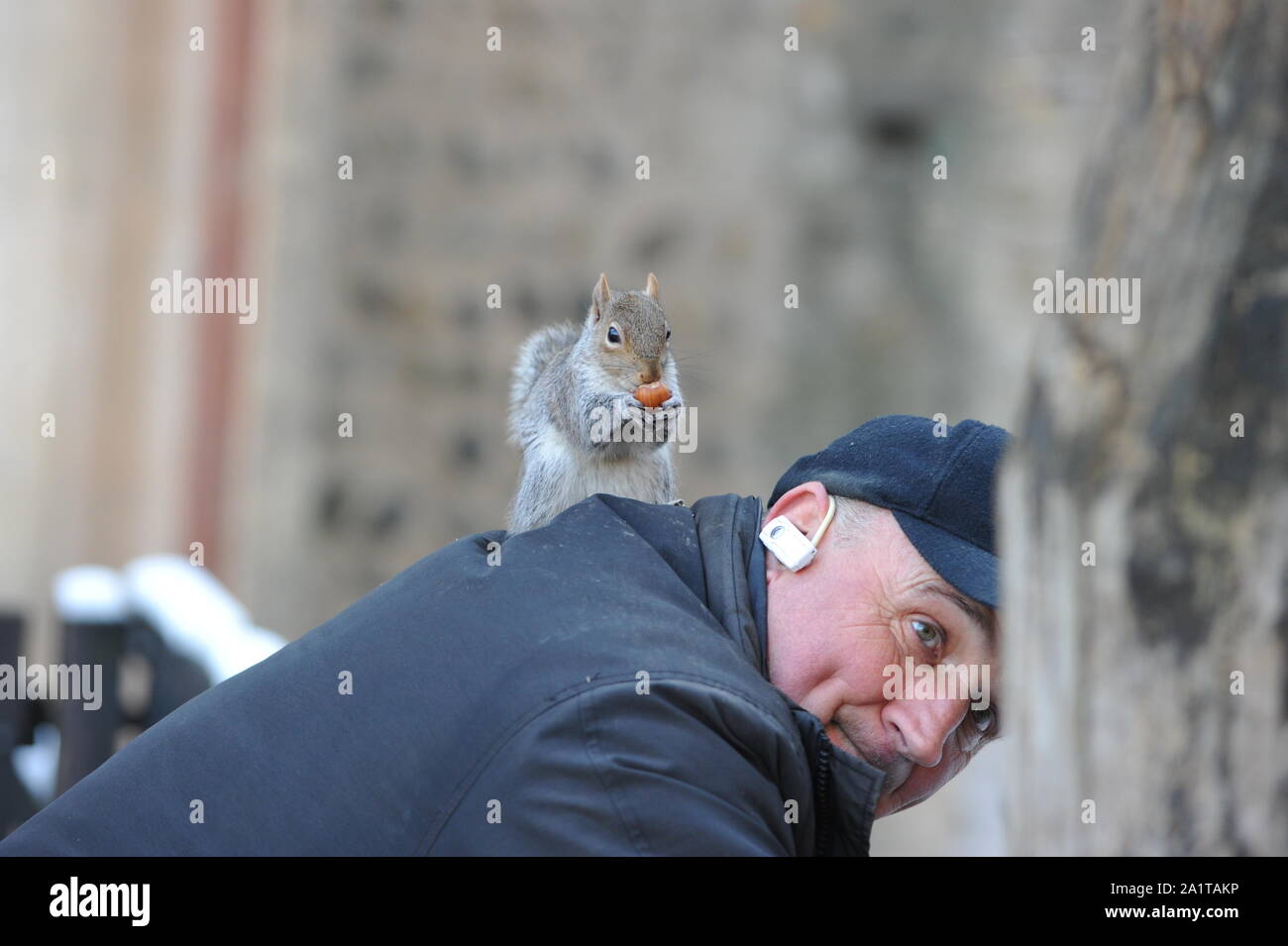 Squirrel play with a man inside the Valentino park in Turin Stock Photo ...