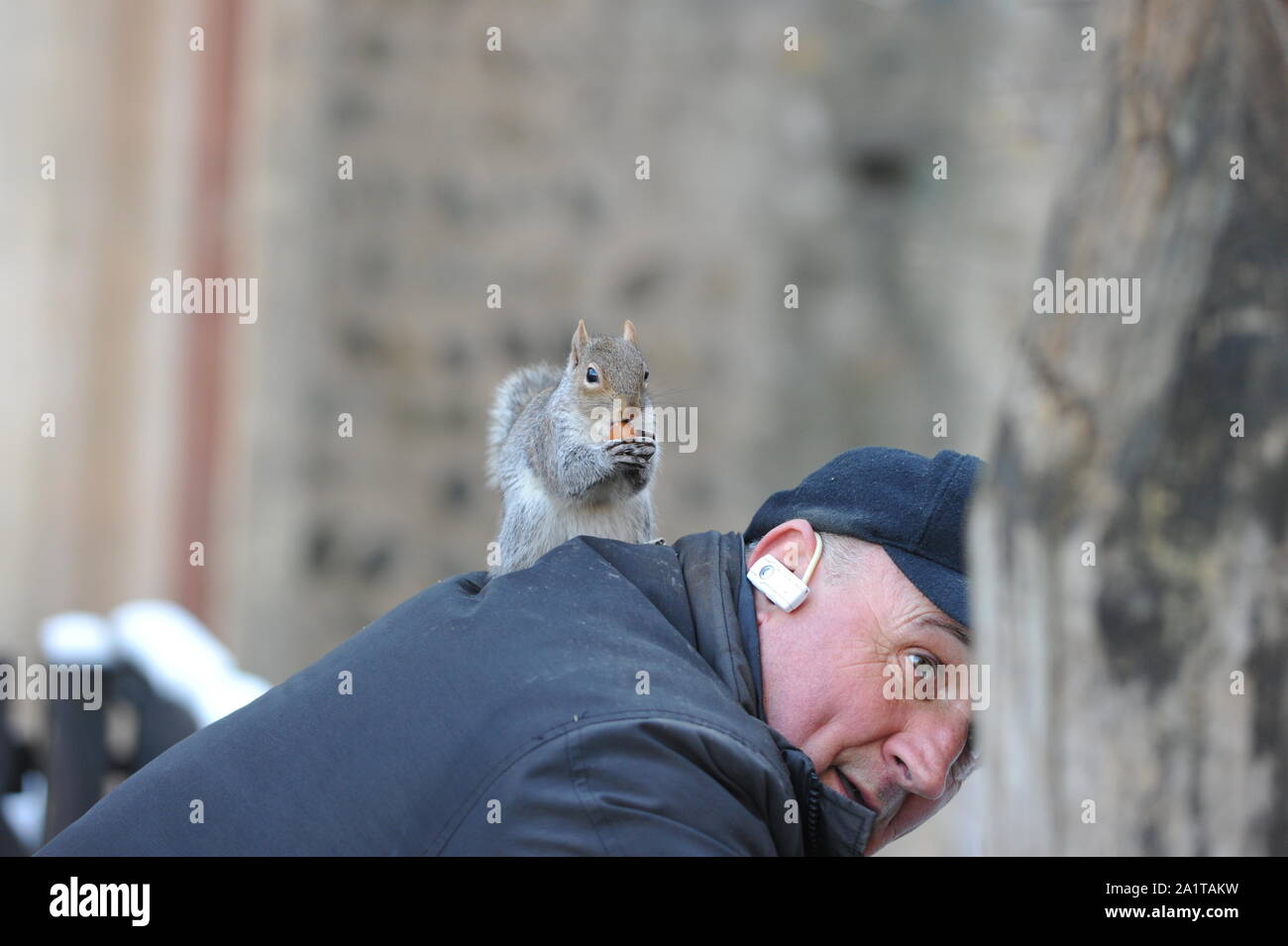 Squirrel play with a man inside the Valentino park in Turin Stock Photo ...