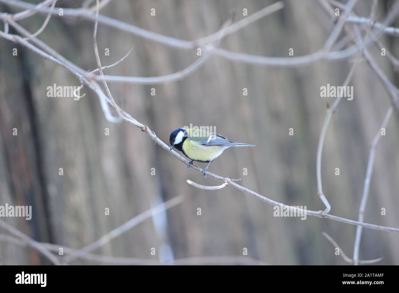 Bird on a tree Stock Photo - Alamy