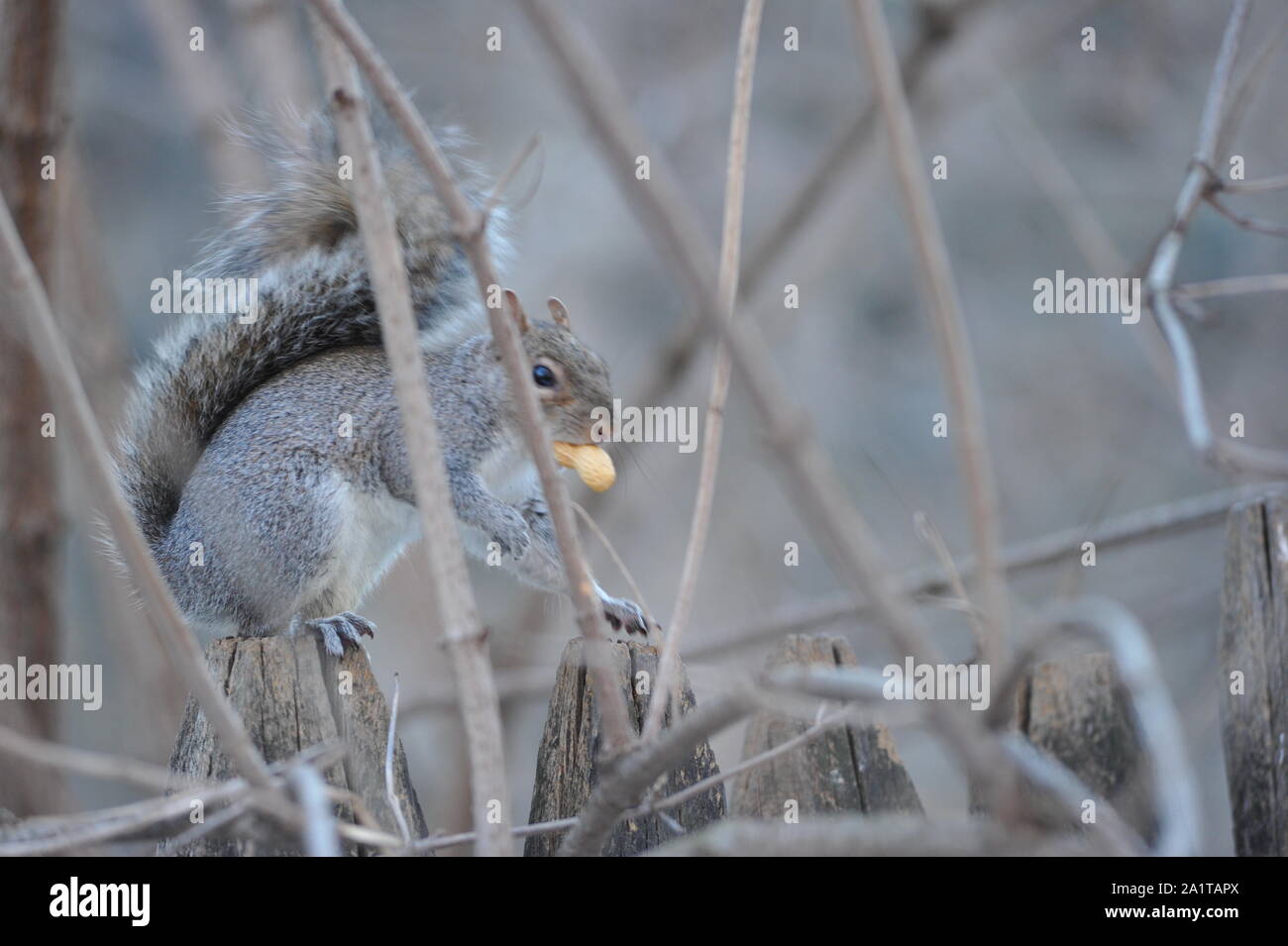 Squirrel and peanut hi-res stock photography and images - Alamy
