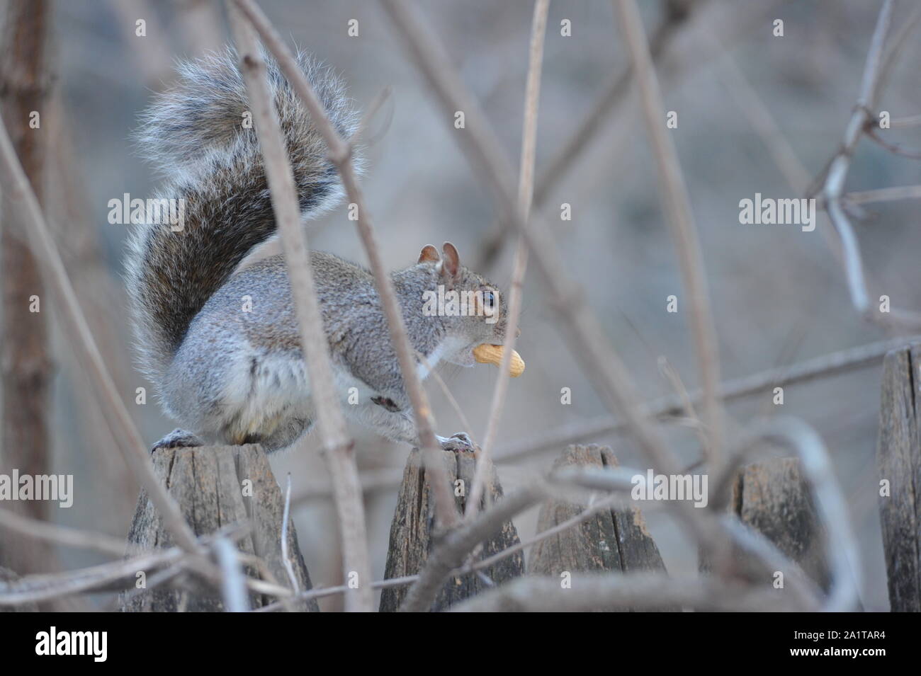 Squirrel eating peanut Stock Photo - Alamy