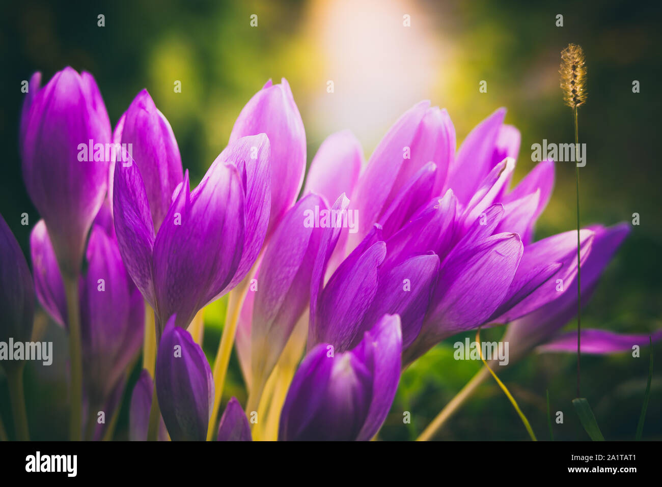 Colchicum autumnale autumn crocus hi-res stock photography and images ...