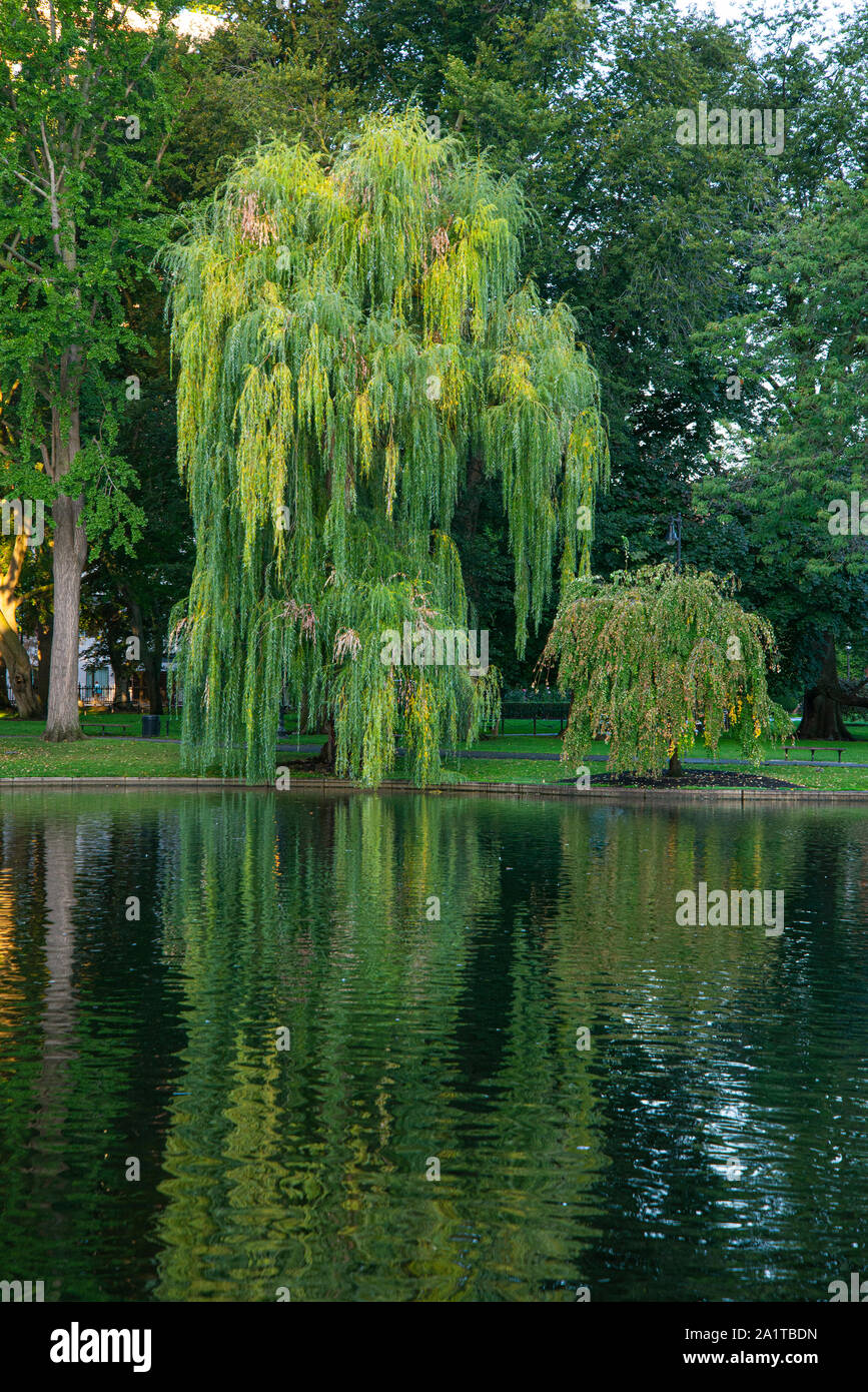 Long leaf willow hi-res stock photography and images - Alamy