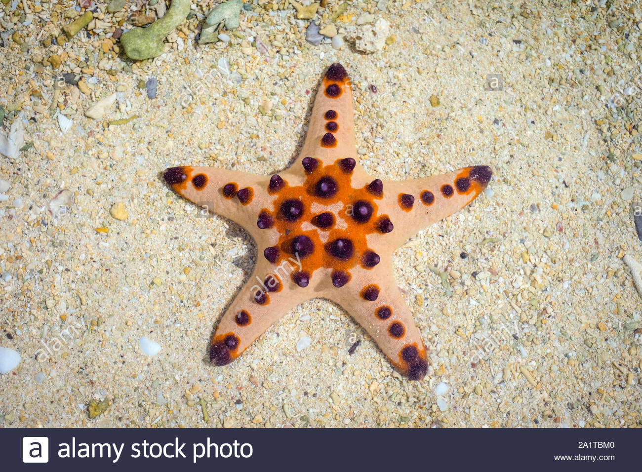 Nodosus High Resolution Stock Photography and Images - Alamy