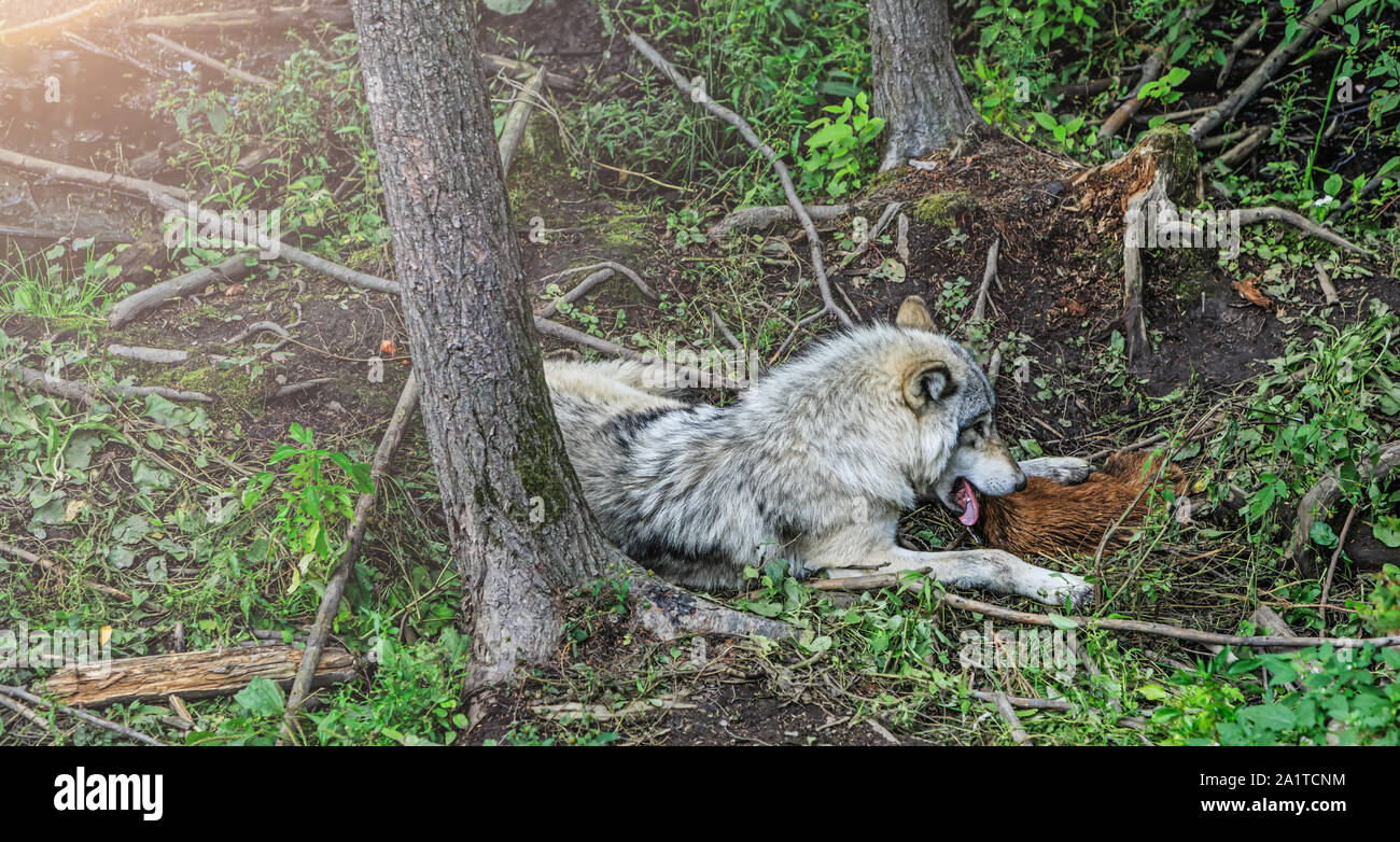 Real Canine Predator High Resolution Stock Photography and Images - Alamy