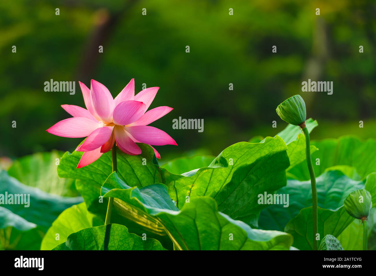 Beautiful red lotus hi-res stock photography and images - Alamy