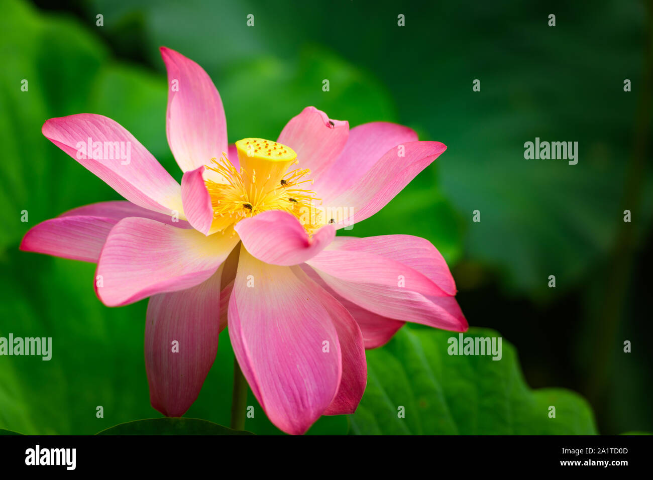 Beautiful lotus flower hi-res stock photography and images - Alamy