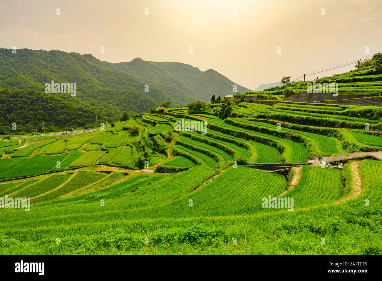 Rice paddy field japan farming hi-res stock photography and images - Alamy
