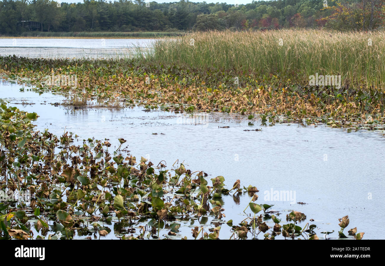 small beautiful pond with a little river flowing to it Stock Photo - Alamy