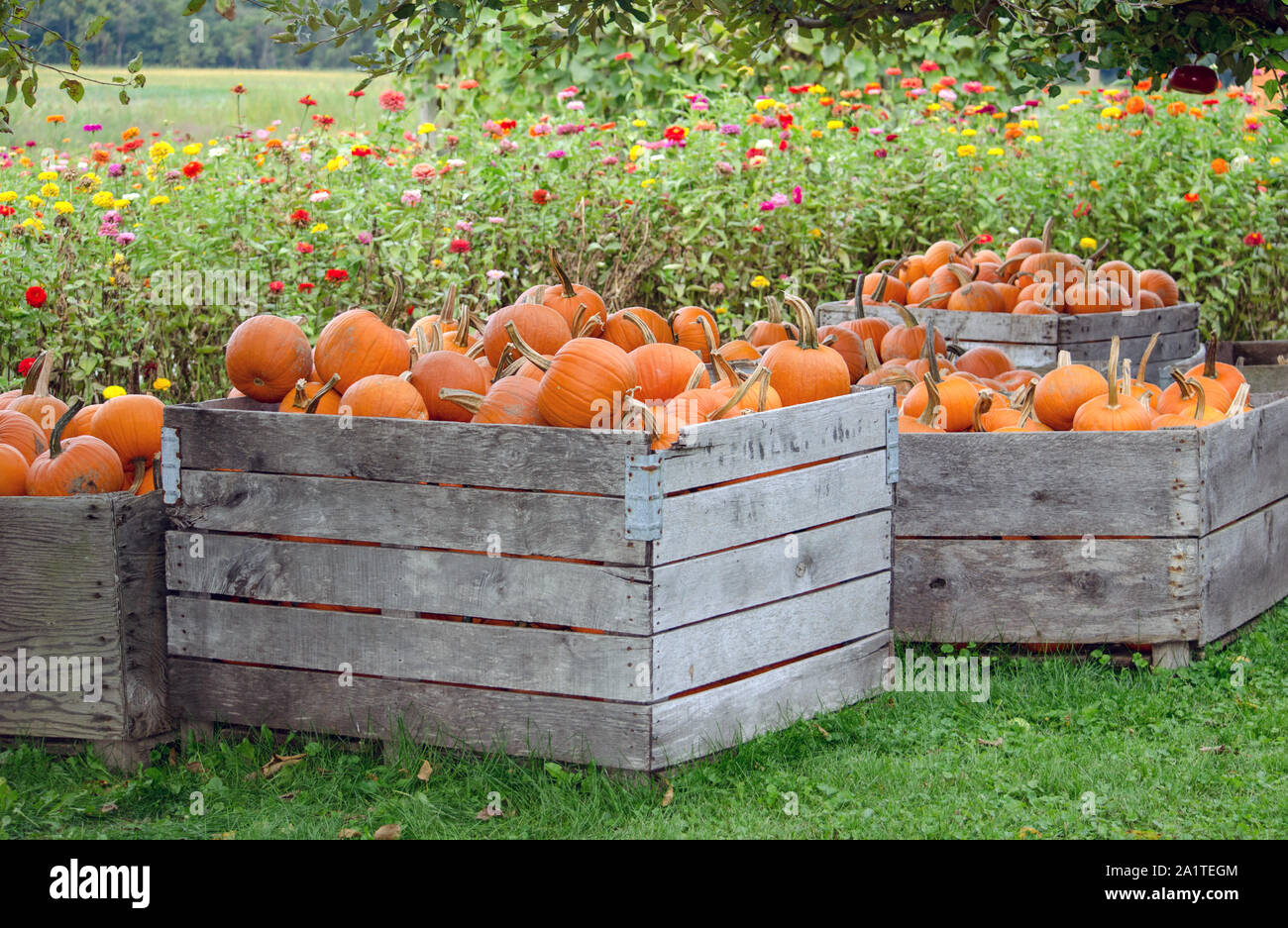 Large wooden crates are filled with a huge pile of round, orange ...