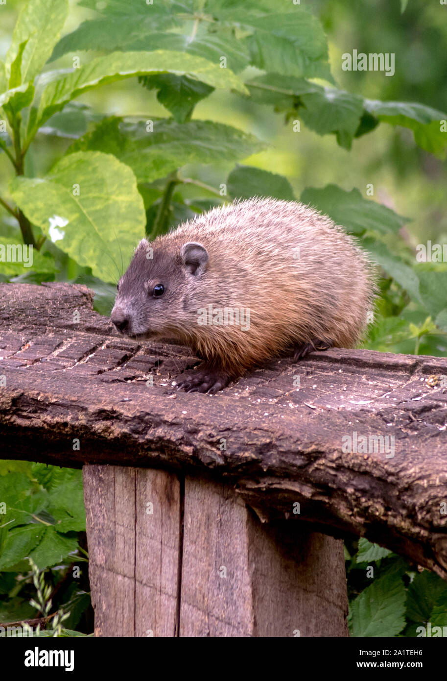 Baby woodchuck hi-res stock photography and images - Alamy