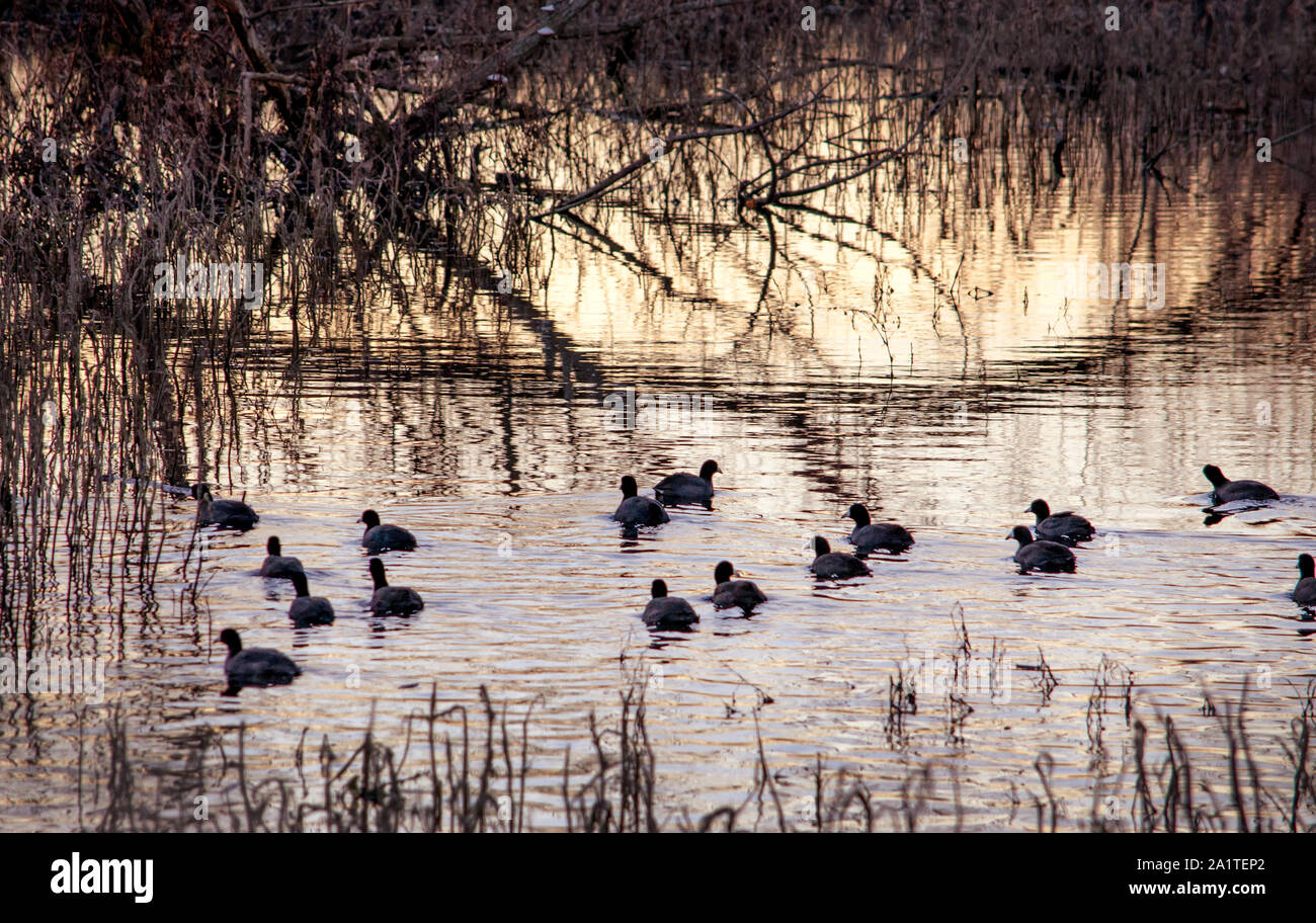 Waterfowl migration route hi-res stock photography and images - Alamy