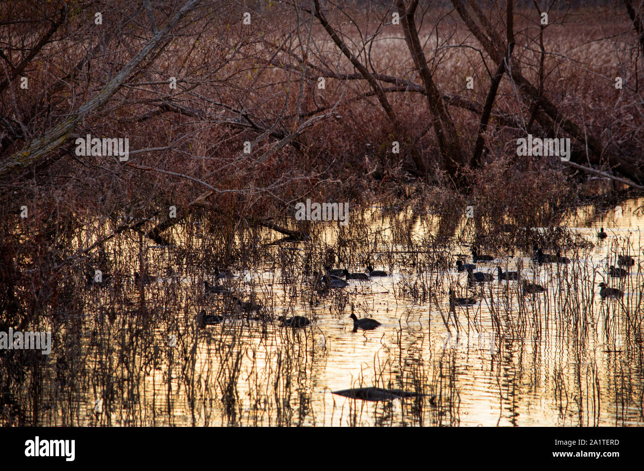 Waterfowl migration route hi-res stock photography and images - Alamy