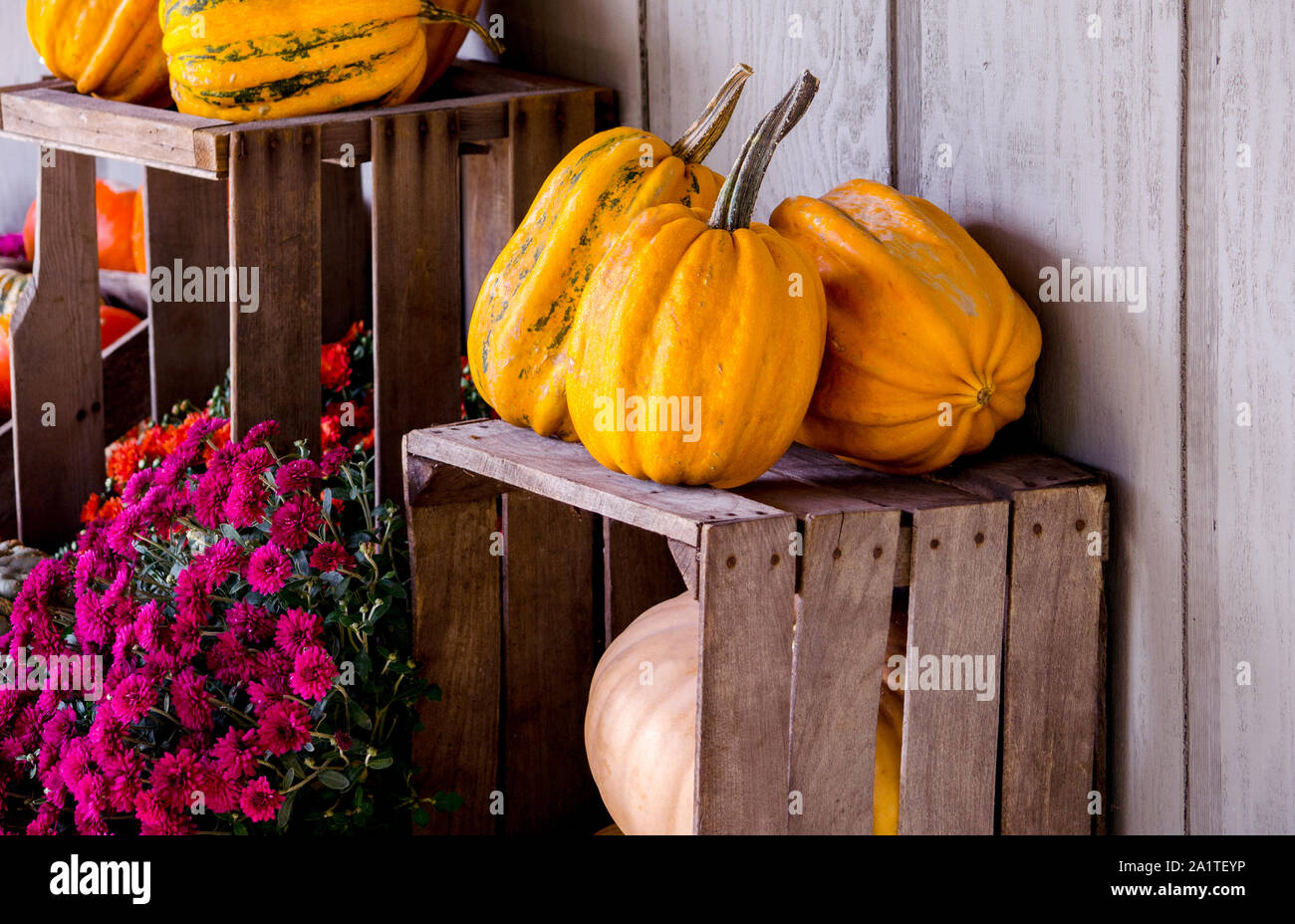 Pretty Fall Pictures With Pumpkins