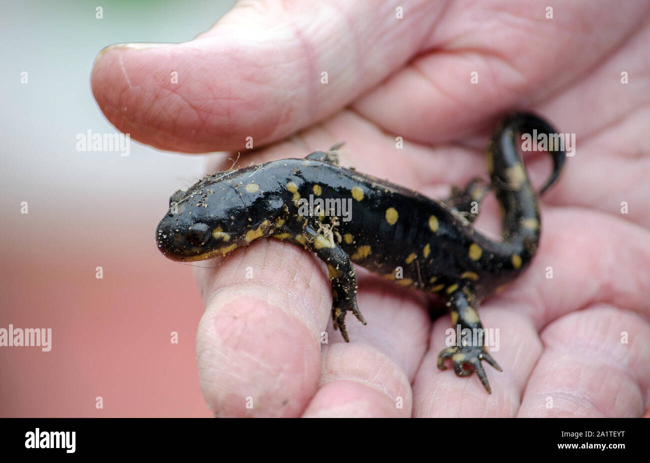 A man's hand holds a tiny spotted lizard called a salamander Stock ...