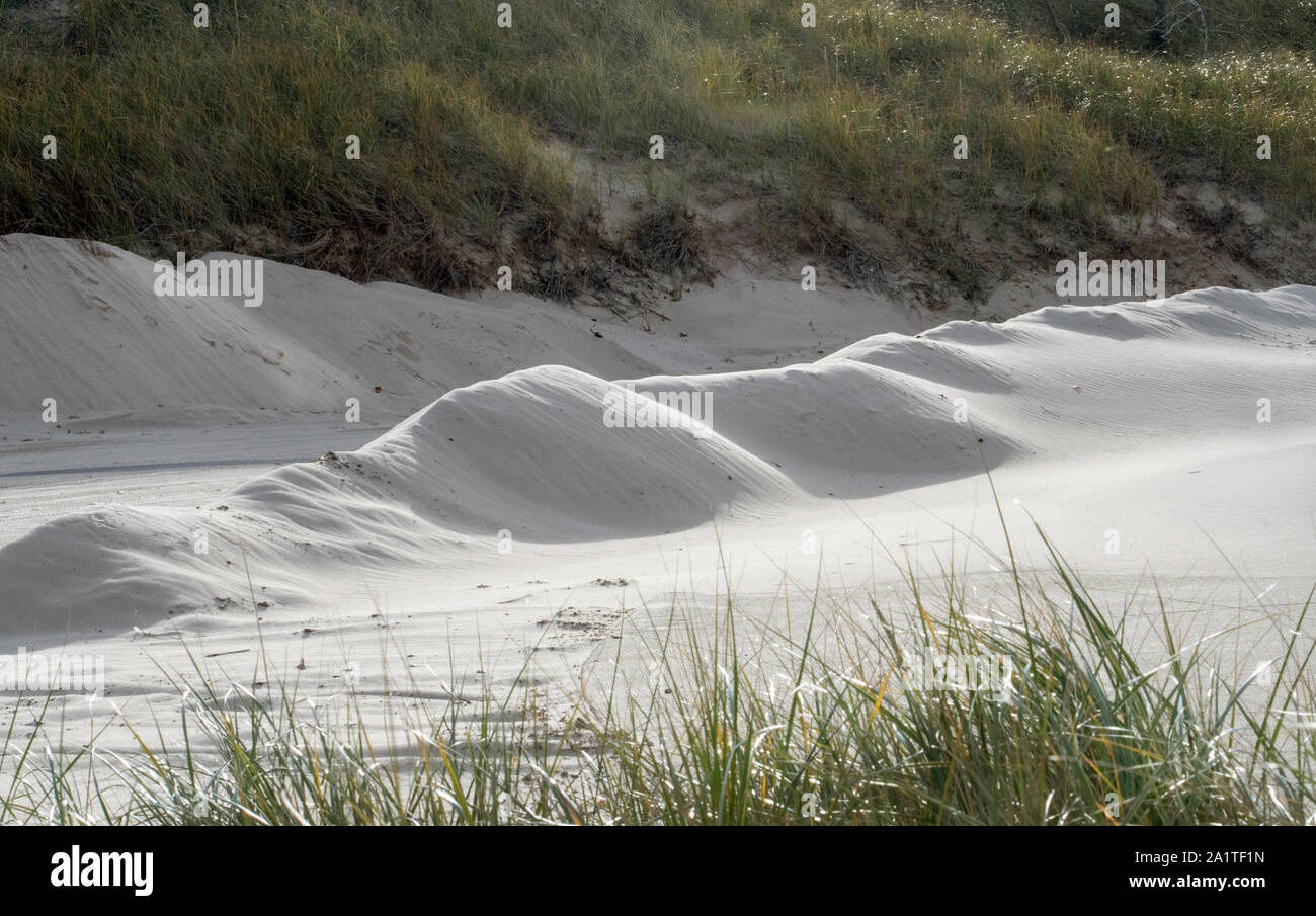 drifting sand creates small dunes and little sculptures on a beach in ...