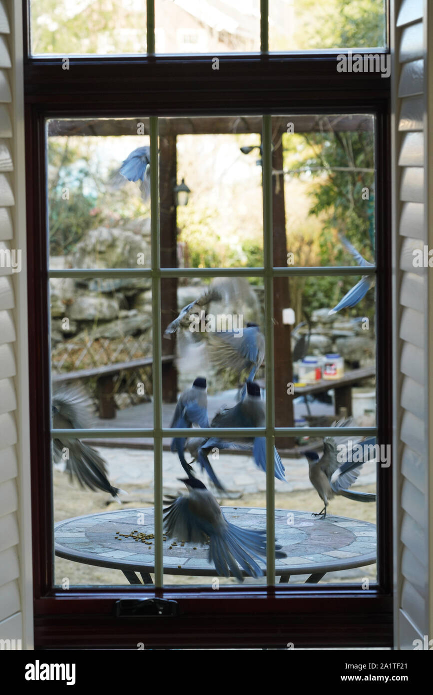 The birds outside the window Stock Photo - Alamy