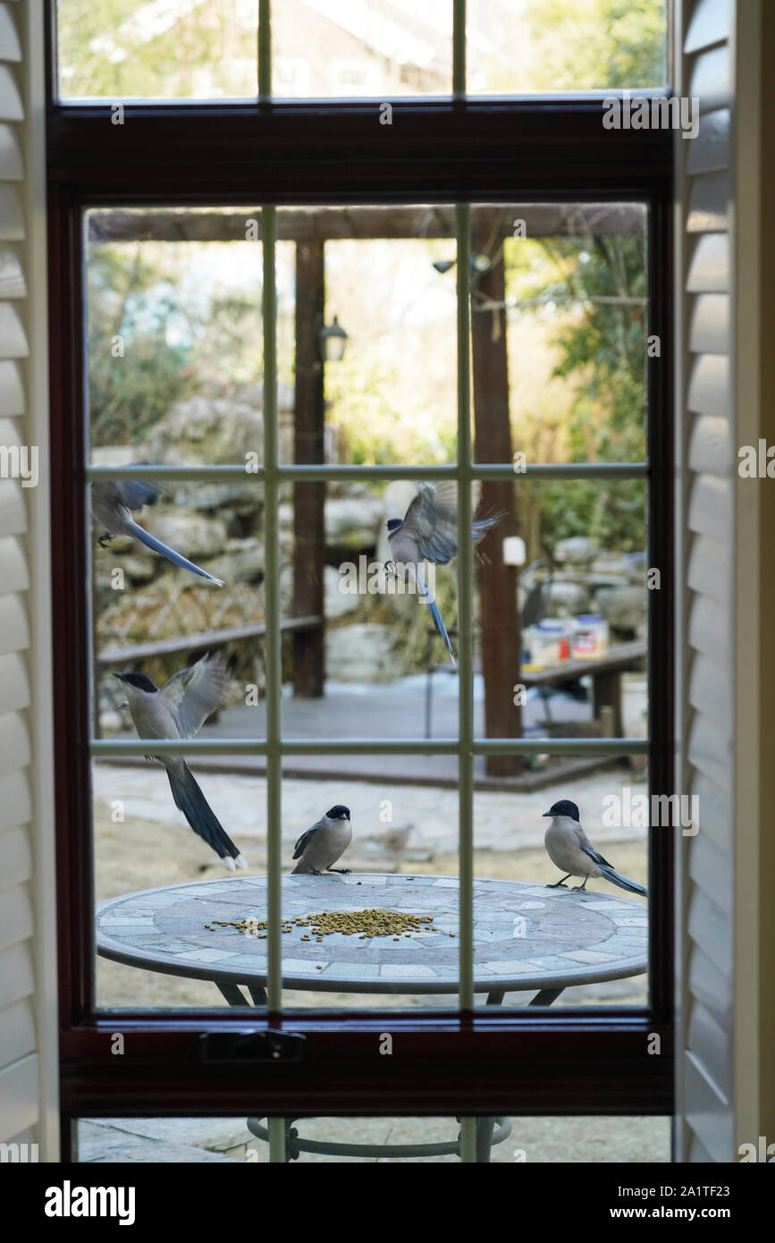 The birds outside the window Stock Photo - Alamy