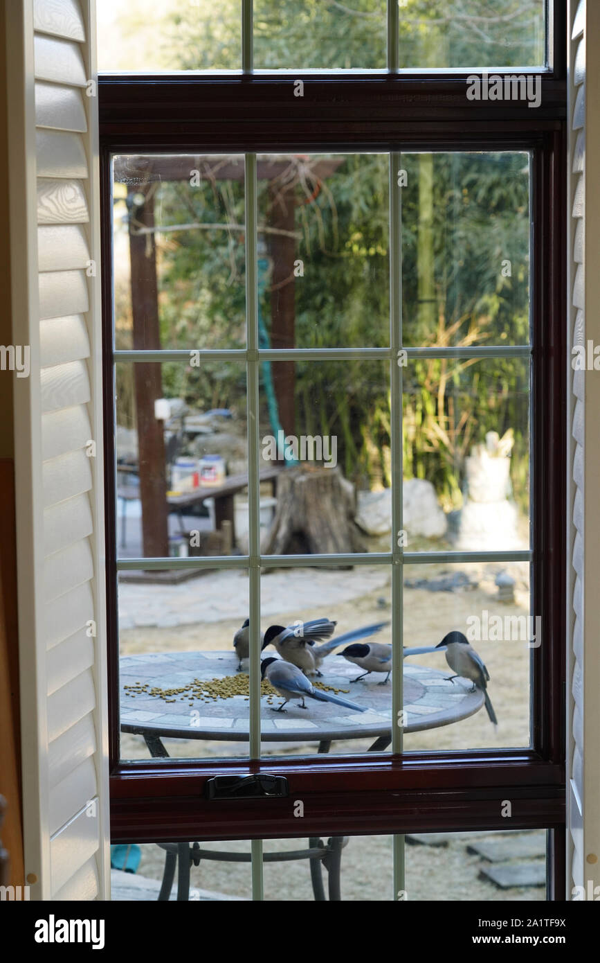 Front yard birds hi-res stock photography and images - Alamy