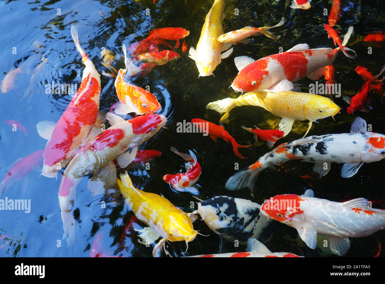 Carp goldfish hi-res stock photography and images - Alamy