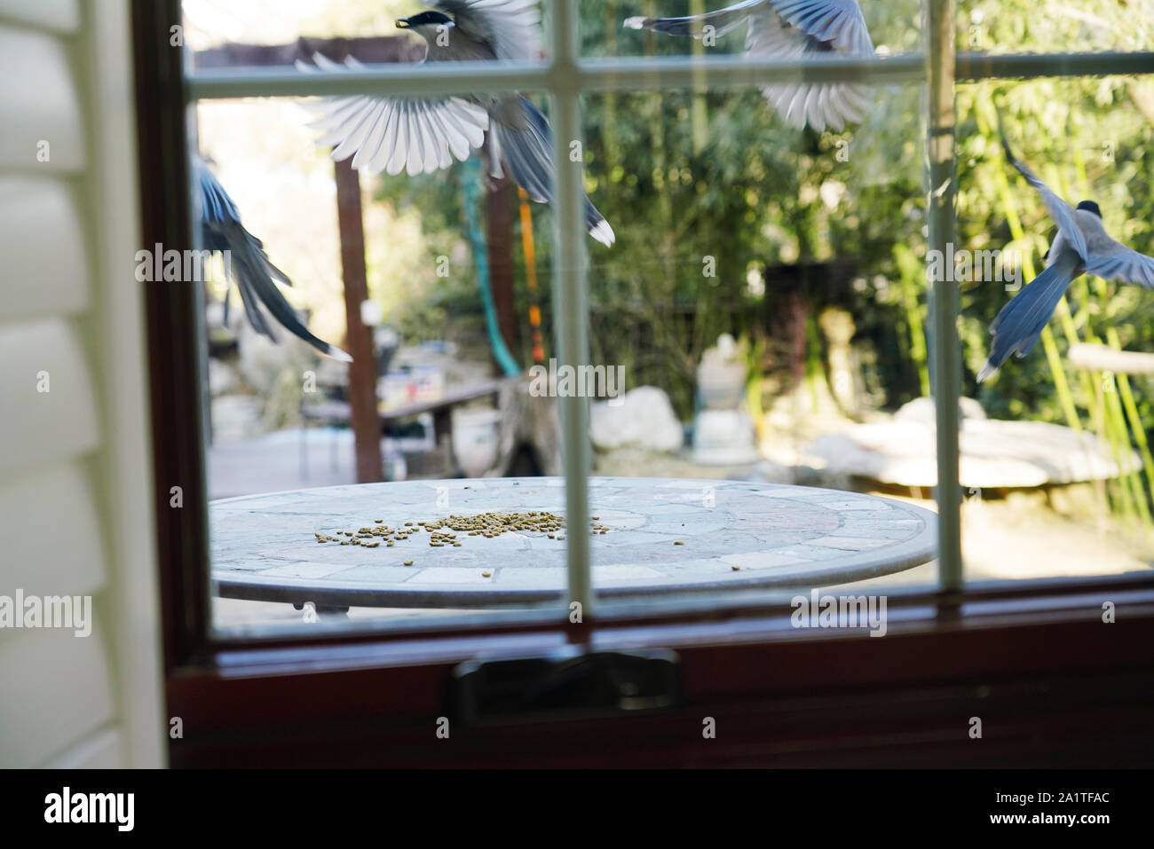 The birds outside the window Stock Photo - Alamy