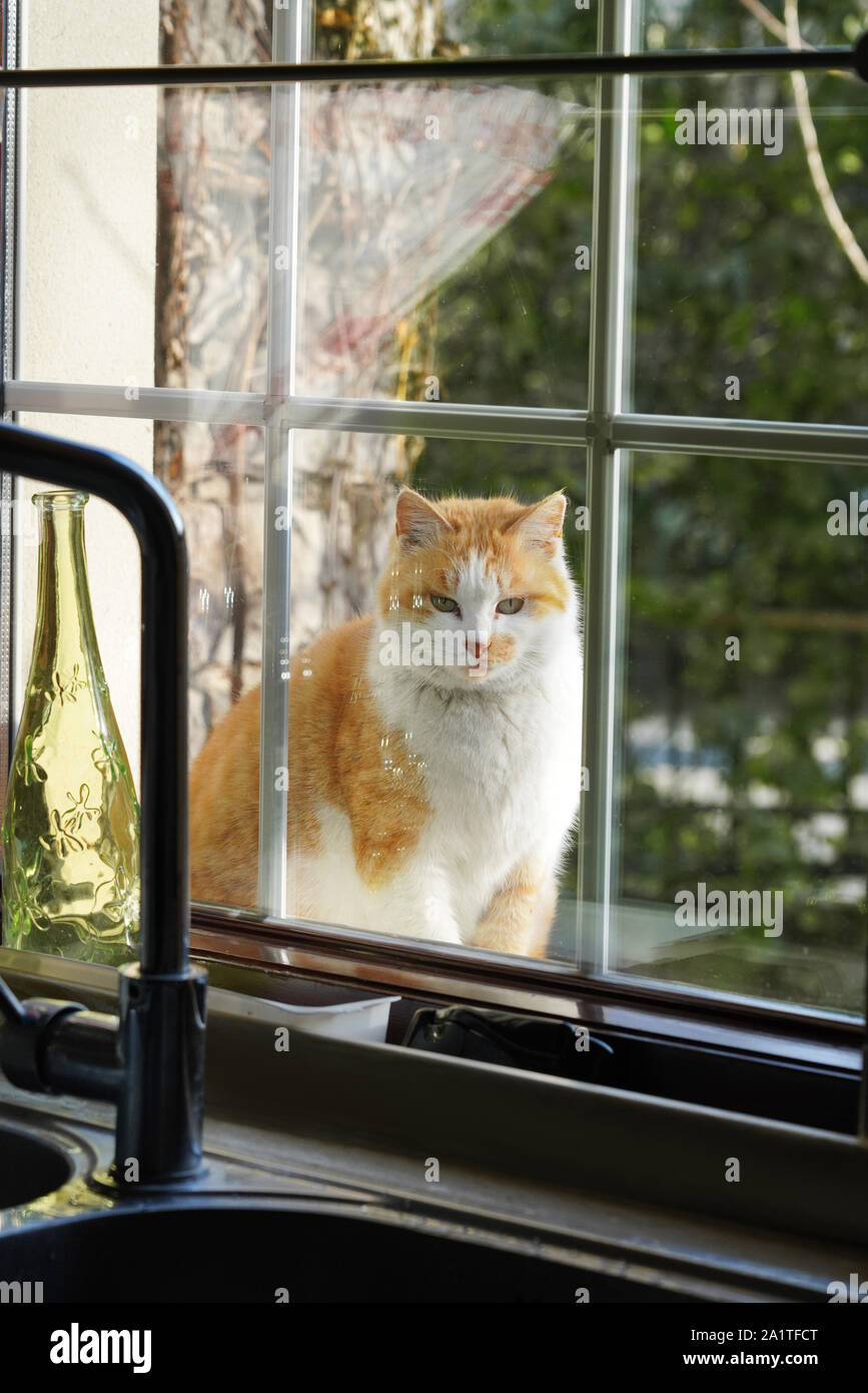Cat outside the window Stock Photo - Alamy