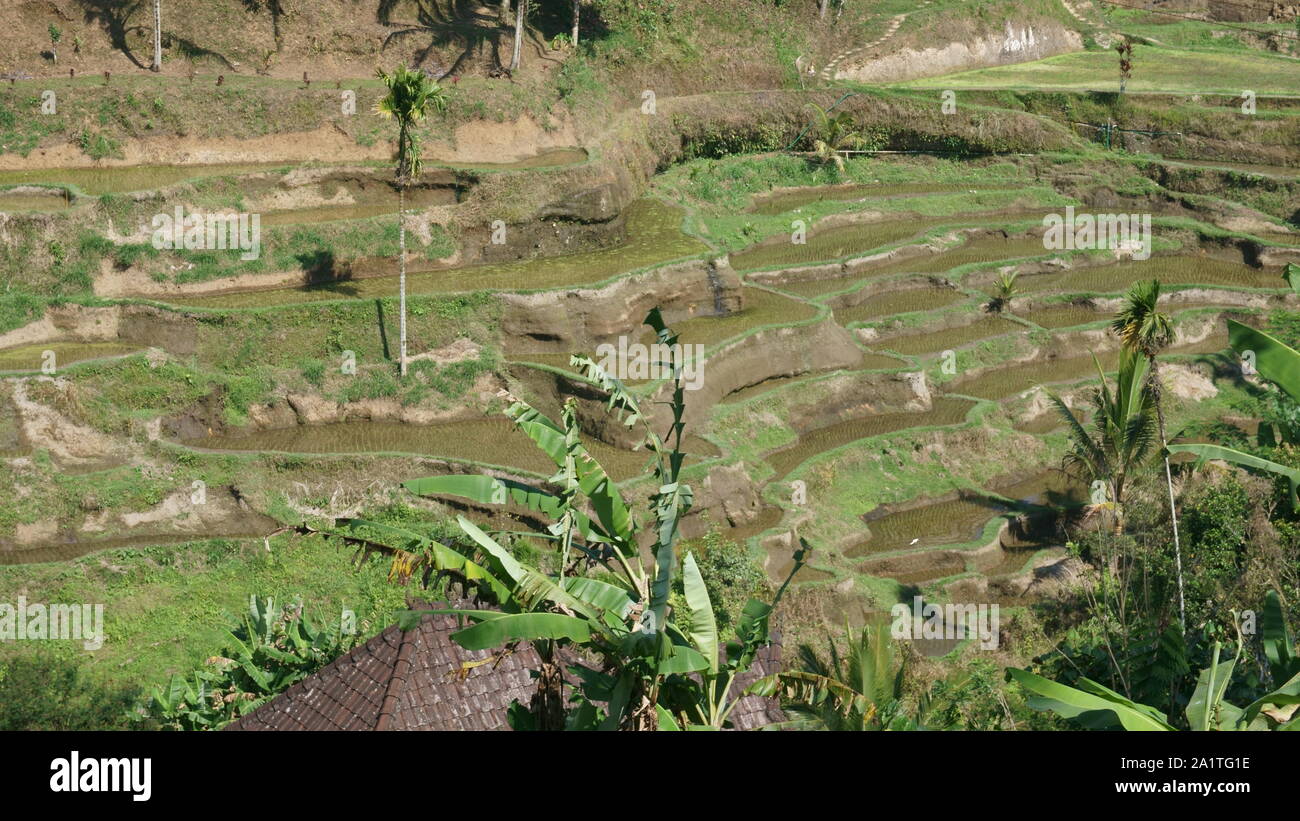 Padi field hi-res stock photography and images - Alamy