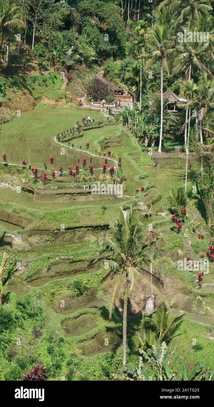 tegallalang padi field bali Stock Photo - Alamy