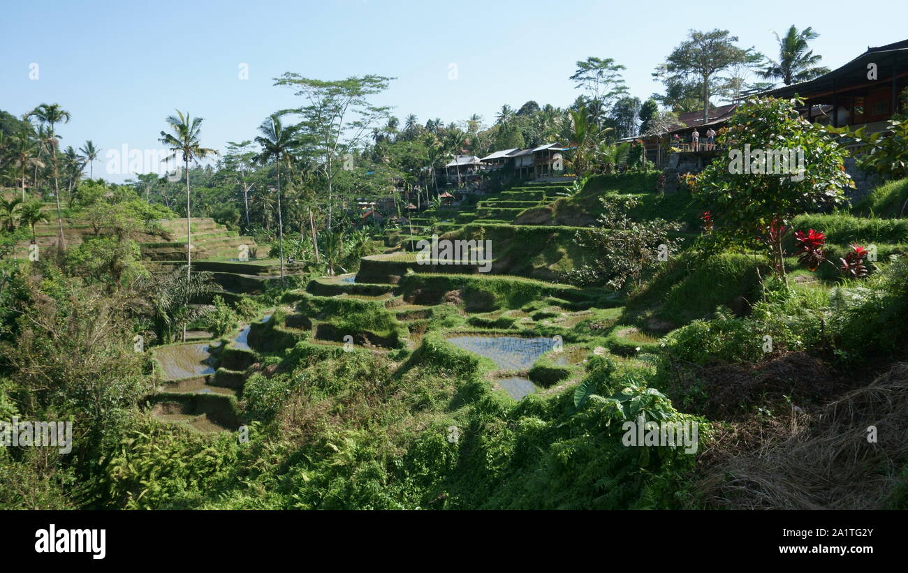 Padi field hi-res stock photography and images - Alamy