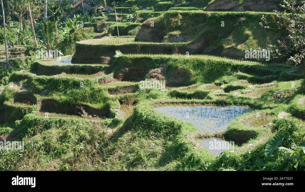 tegallalang padi field bali Stock Photo - Alamy