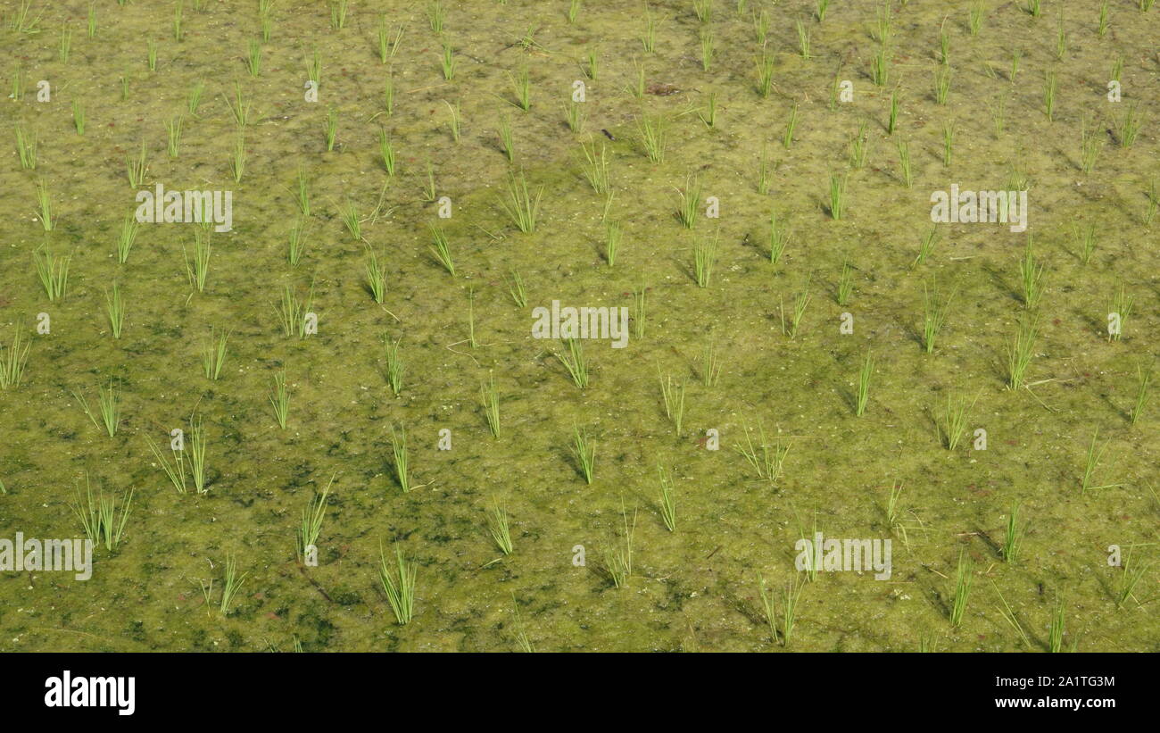 Padi terrace hi-res stock photography and images - Alamy