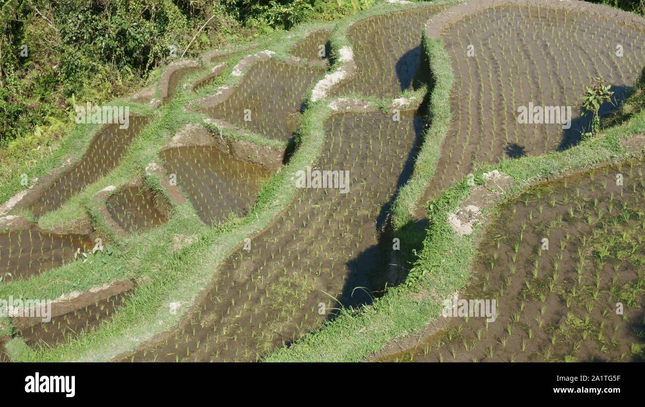 Padi field hi-res stock photography and images - Alamy