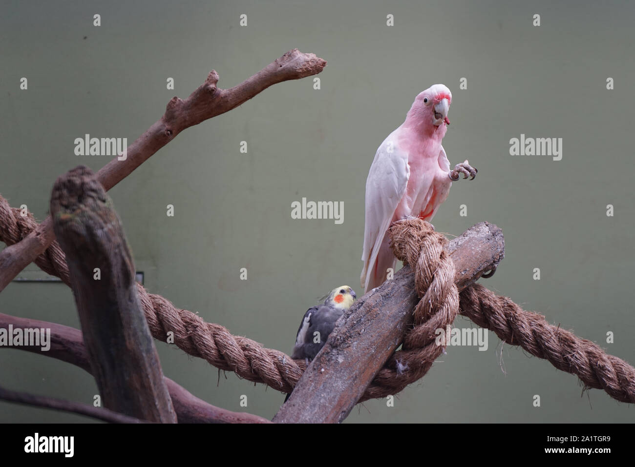 Singapore jurong birdpark parrot Stock Photo - Alamy
