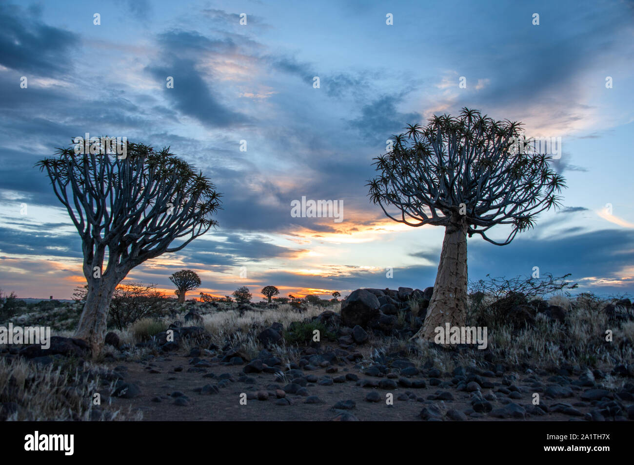 African planting tree hi-res stock photography and images - Alamy