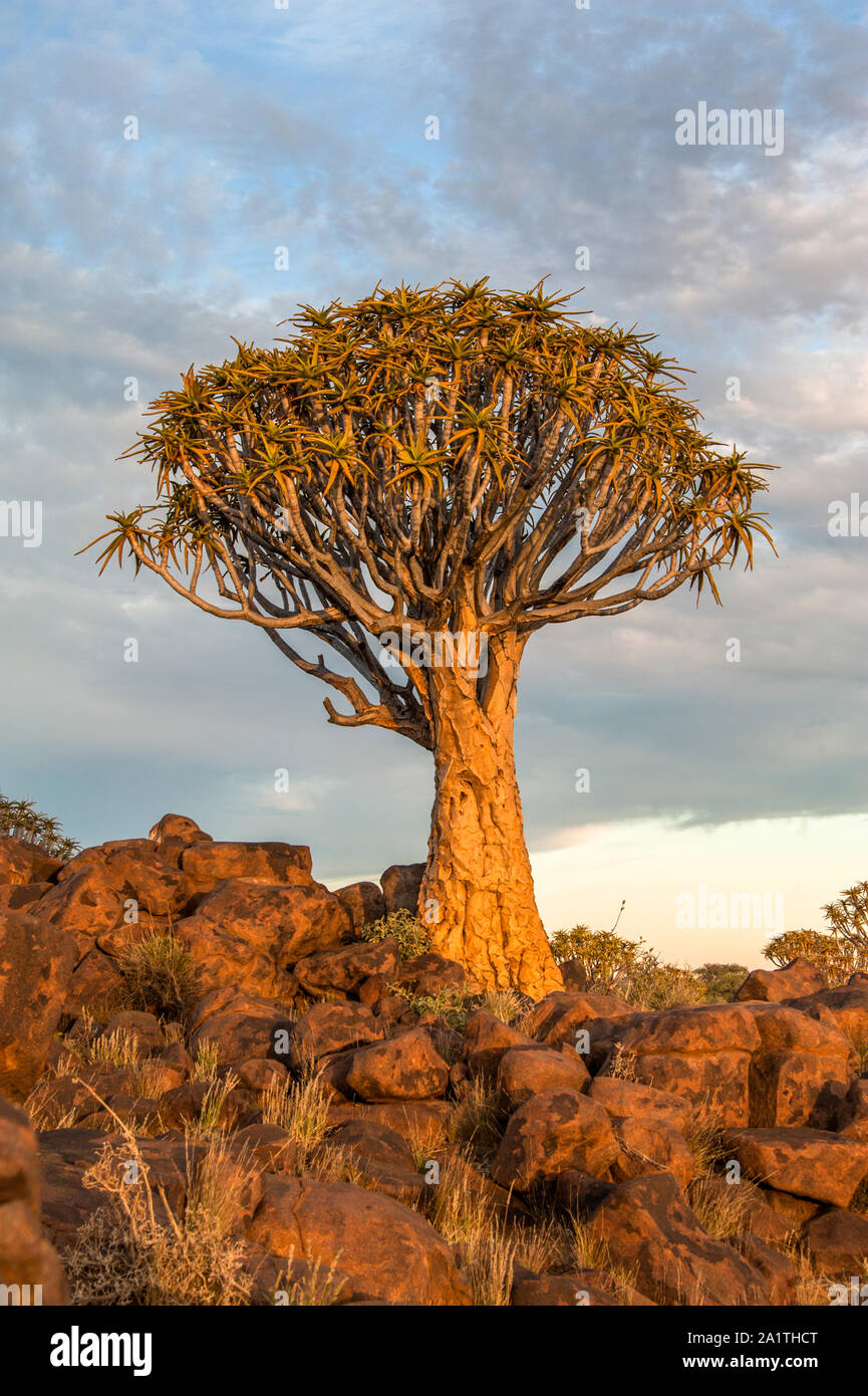 Dragon tree in africa hi-res stock photography and images - Alamy