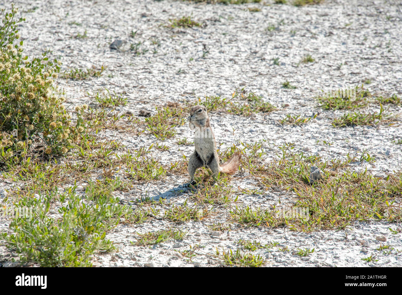 Indigenous squirrel hi-res stock photography and images - Alamy