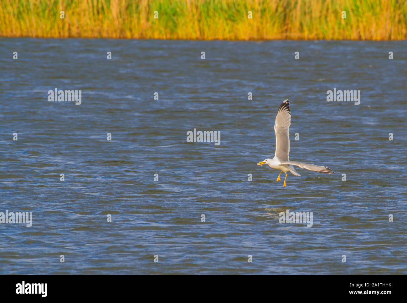 Flying seagull caught the fish, Danube Delta summer scene Stock Photo ...