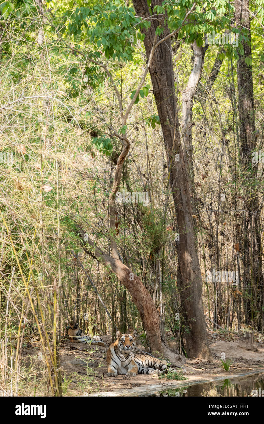 Wild female tiger and cub in nature green background near water body in ...