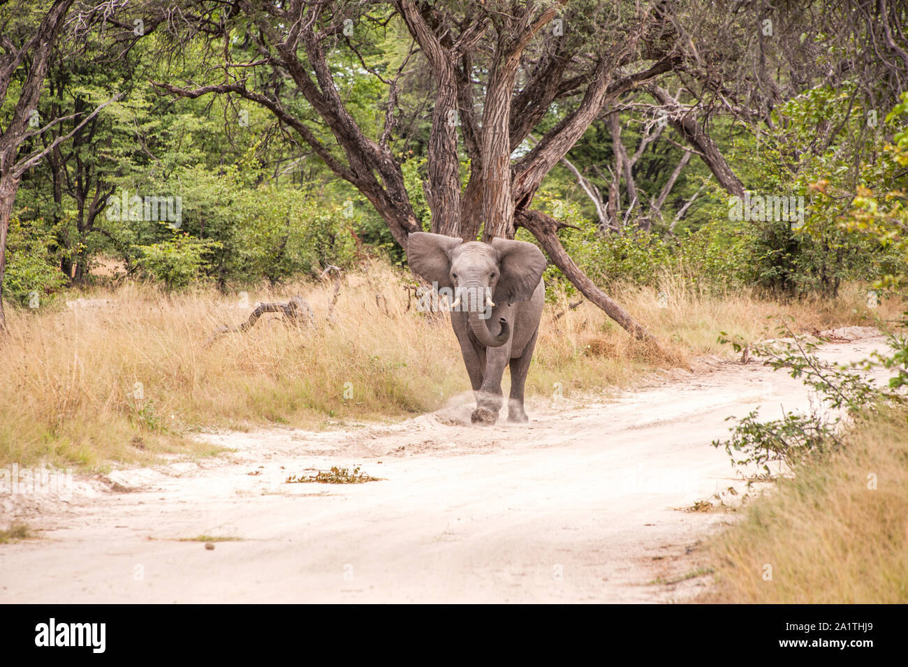 Kenya African elephants Stock Photo - Alamy