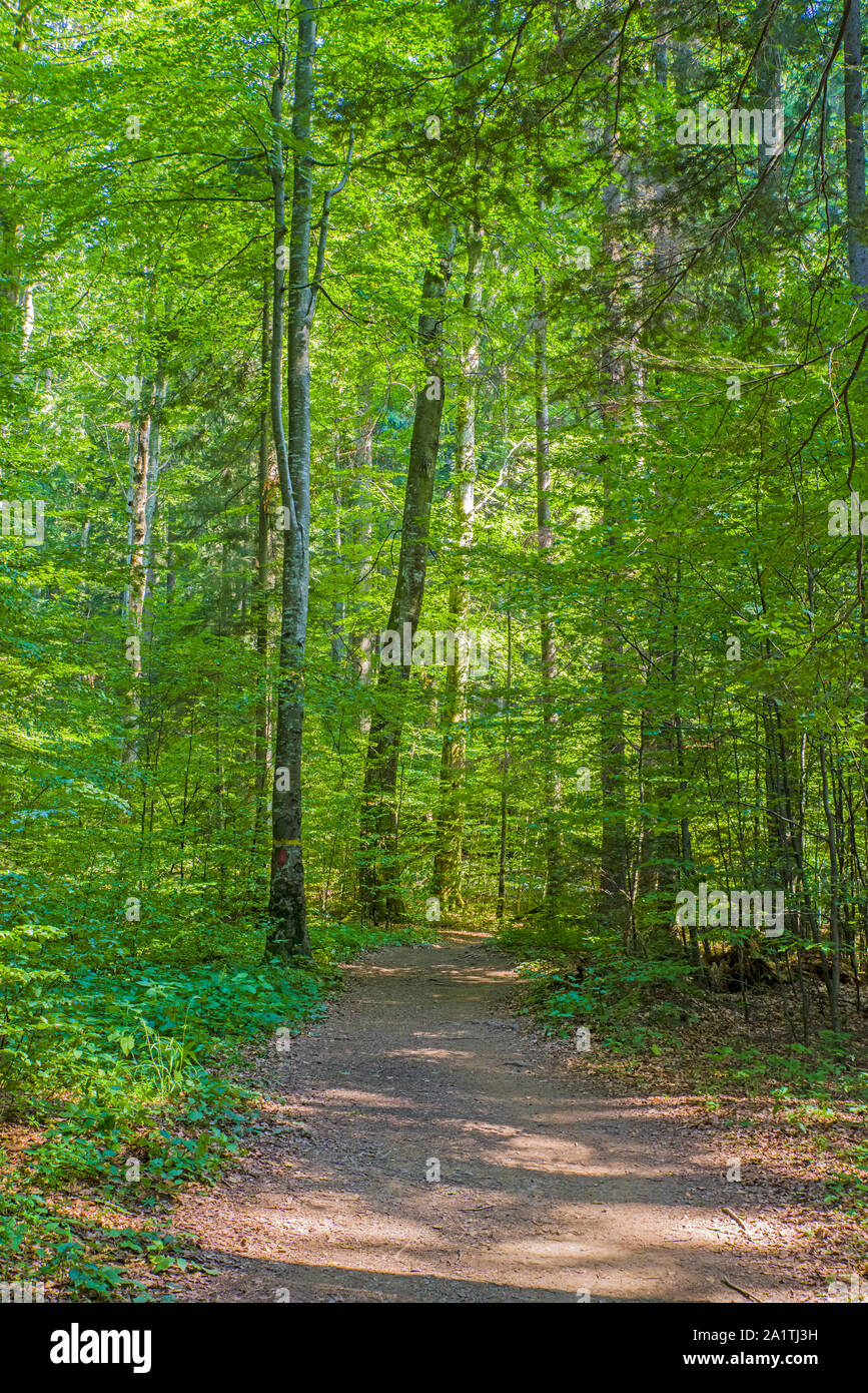 Foot path to the beech hi-res stock photography and images - Alamy