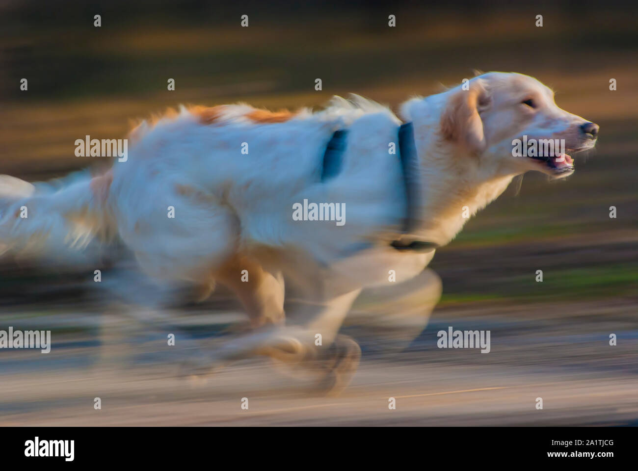 Agility golden retriever dog jumping hi-res stock photography and ...
