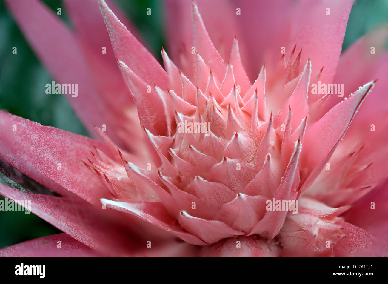 Pink Bromeliad at the Mediterranean Gardens in New Mexico Stock Photo ...