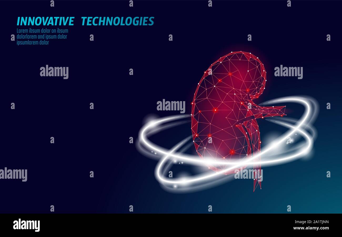 Healthy kidney internal organ 3d low poly geometric model. Urology ...